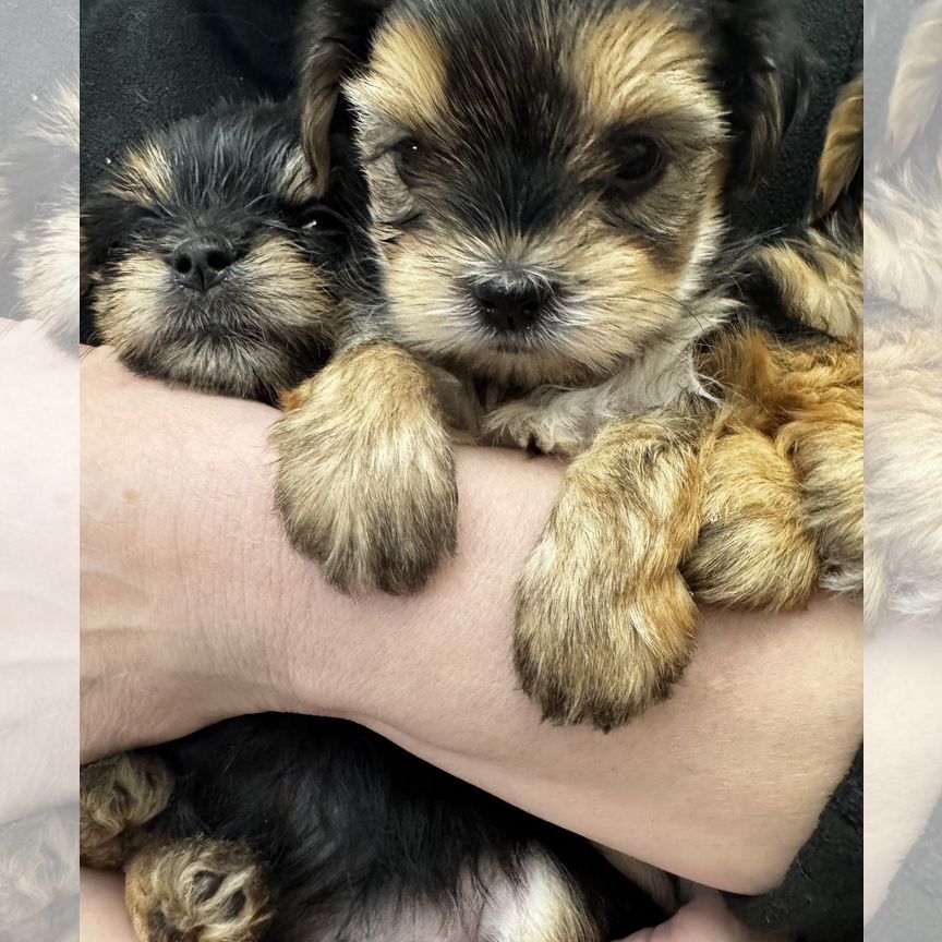 Йоркширский терьер, щенок