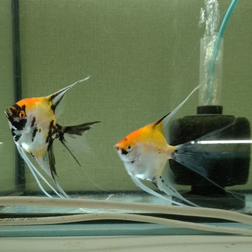 Скалярия. Молодь