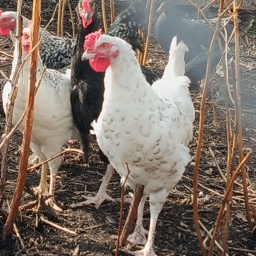 Молодые петухи