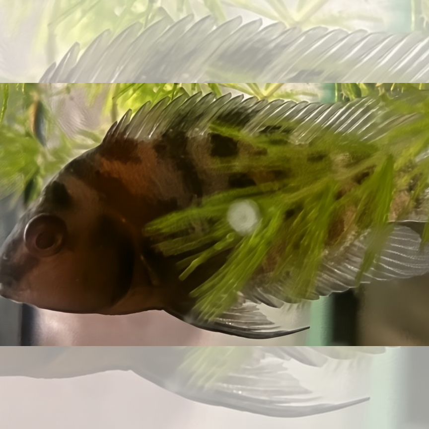 Чернополосая цихлазома и акара бирюзовая