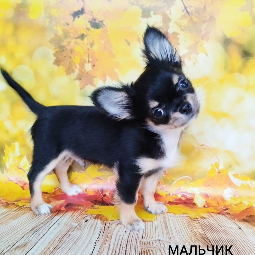 Супер babe boys