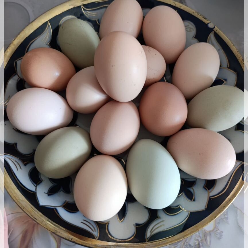 Инкубационное яйцо кур