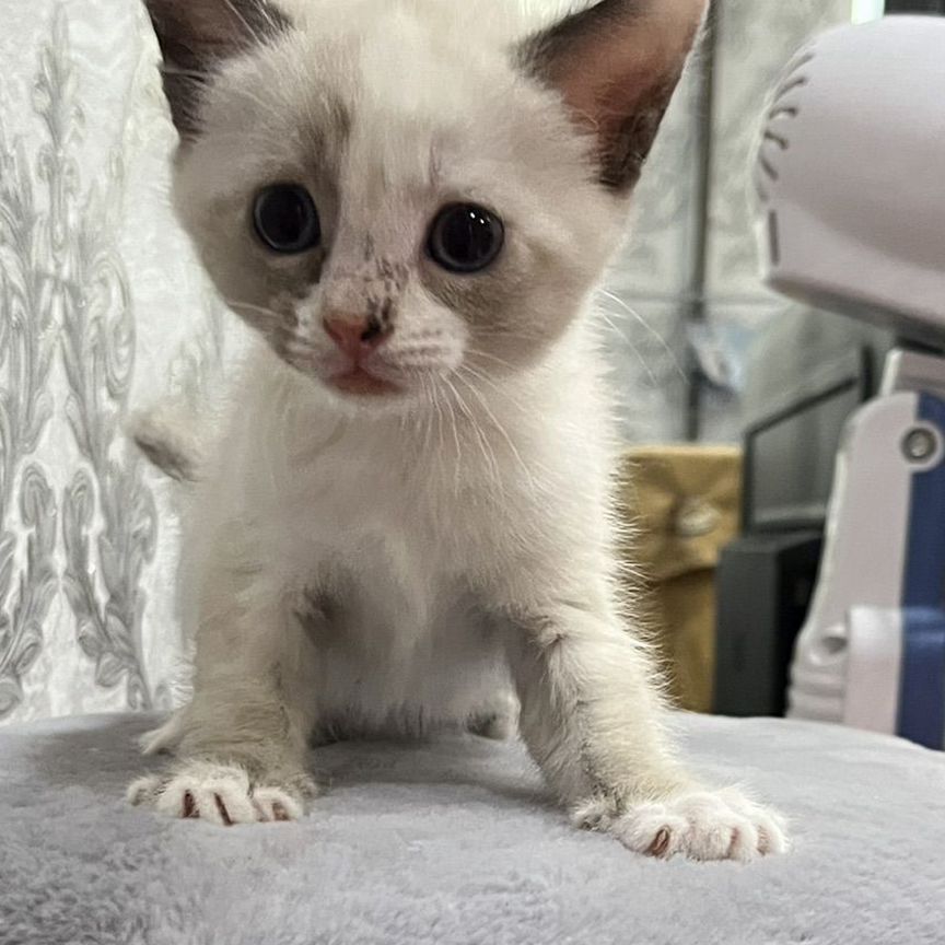 Котёнок в добрые руки