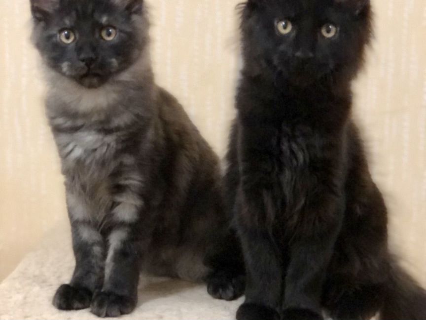 Котята мейн-кун черный и дымный