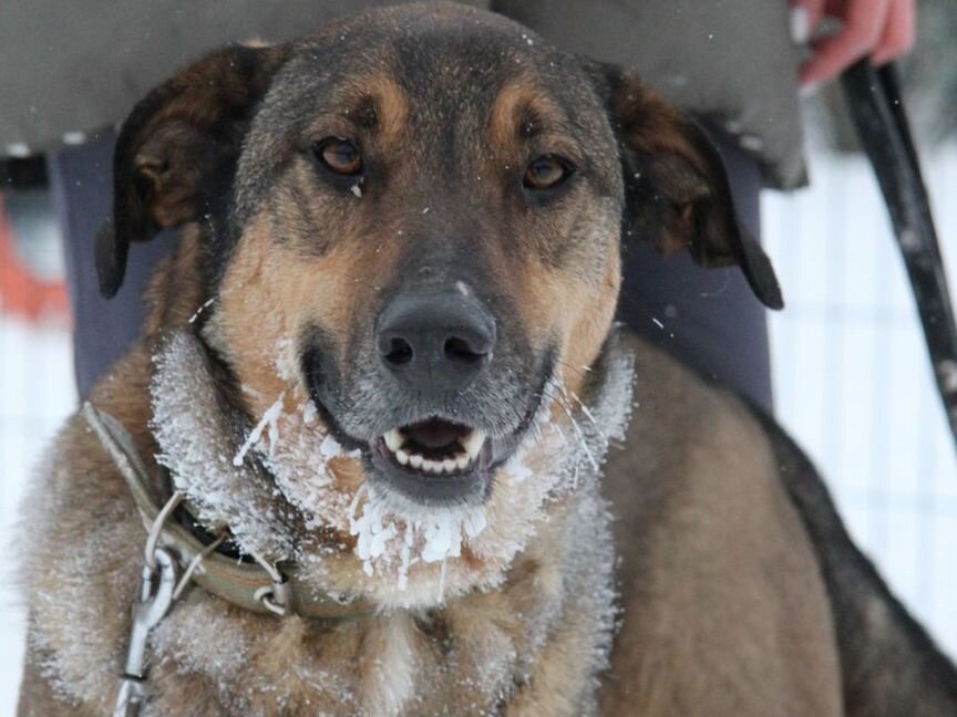 Собака в добрые руки отдам бесплатно