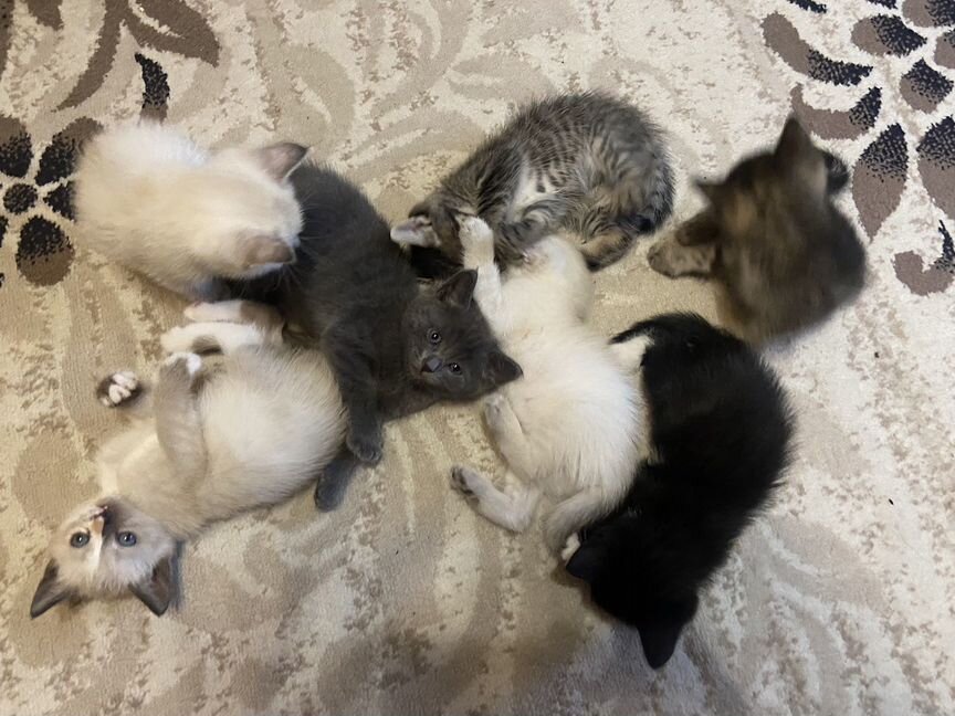 Котята