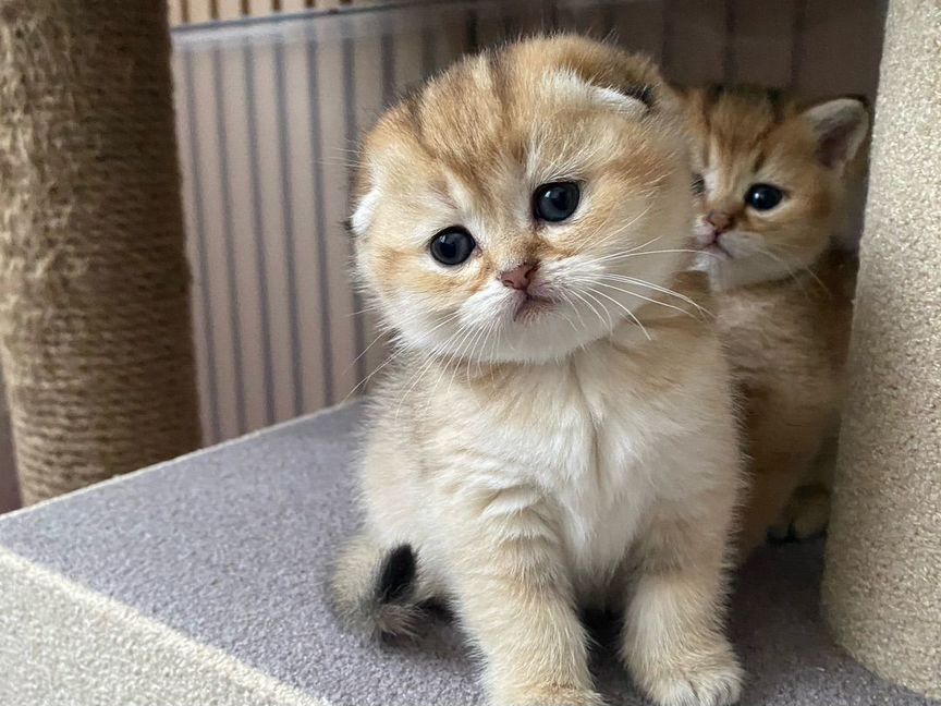 Шотландские котята