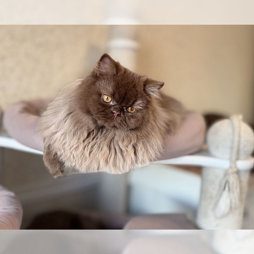 Британский длинношёрстный котёнок