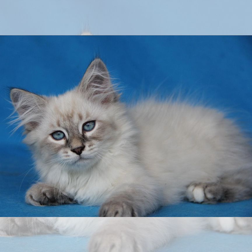 Котята -невская маскарадная кошка