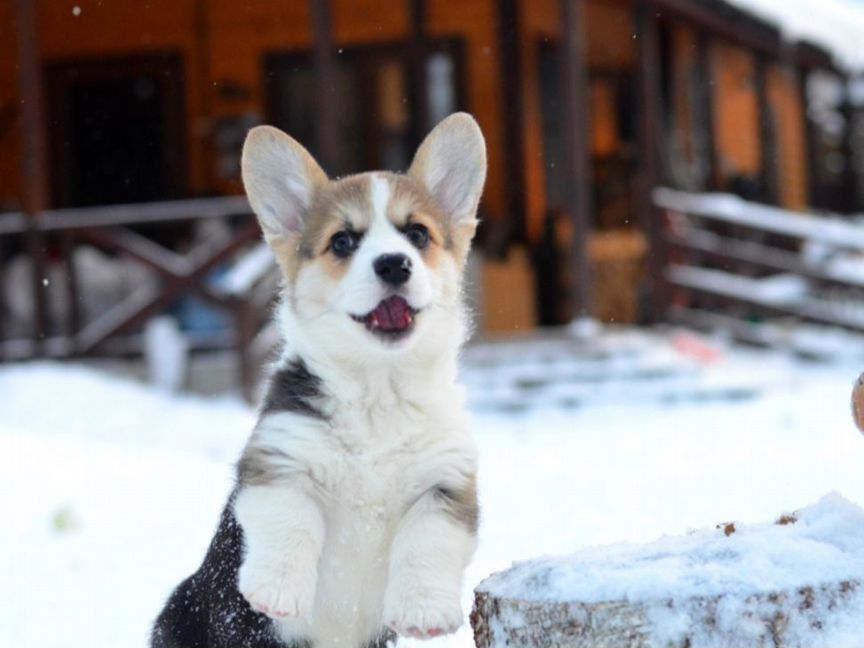 Самые очаровательные щенки Корги Пемброка