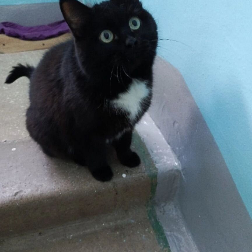 Черная кошка