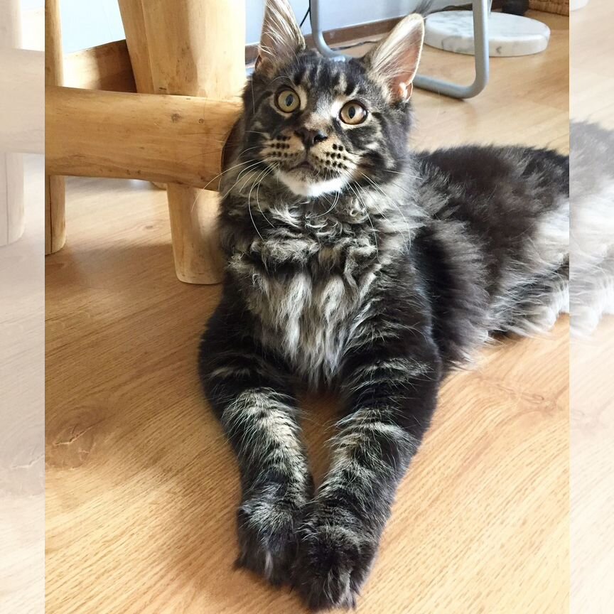 Мейн-кун котёнок