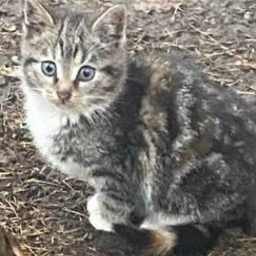 Сибирский котёнок