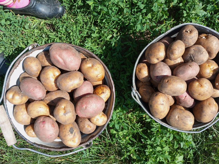 Картофель для животных