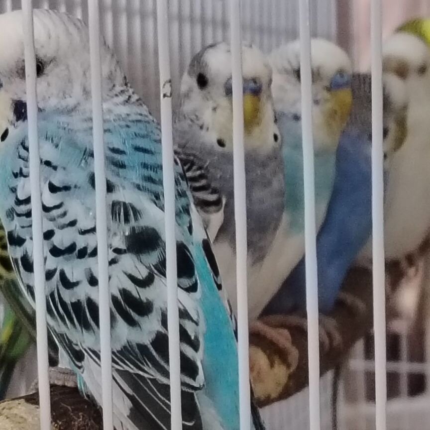 Птенцы волнистый попугай