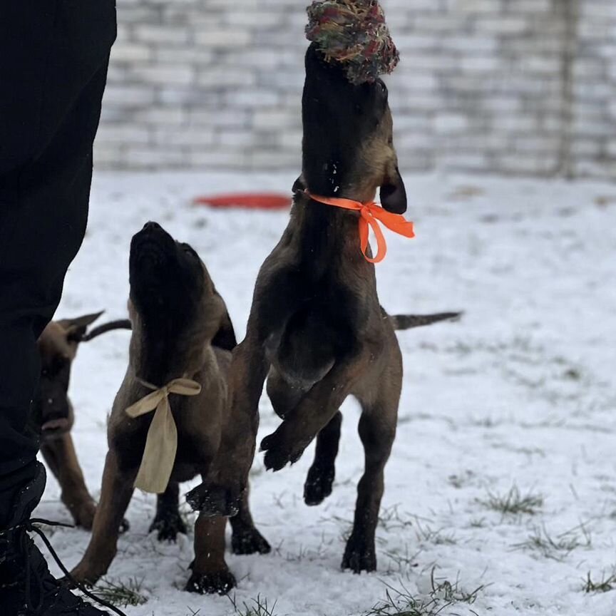 Малинуа Бельгийская овчарка РКФ