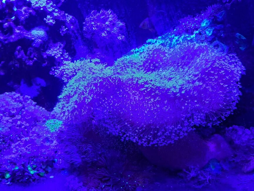 Мягкие коралы