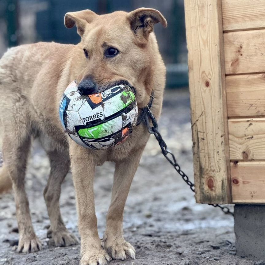 Взрослая собака в добрые руки