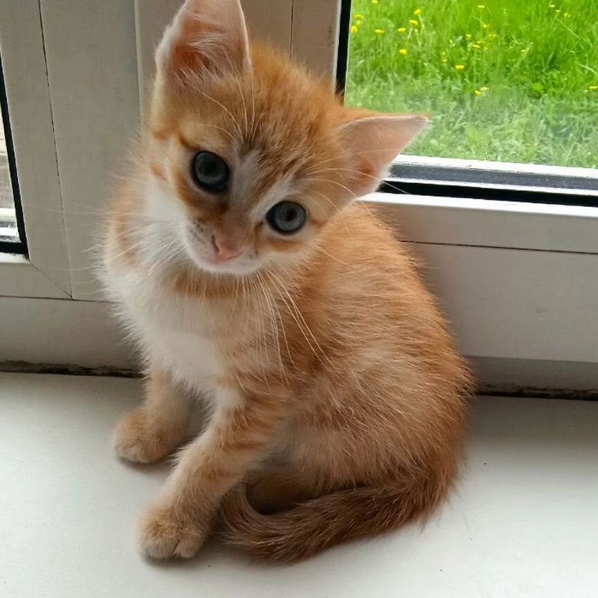 Котёнок в добрые руки