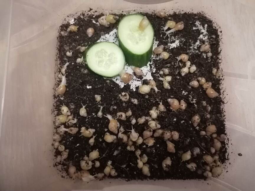 Детёныши ахатины