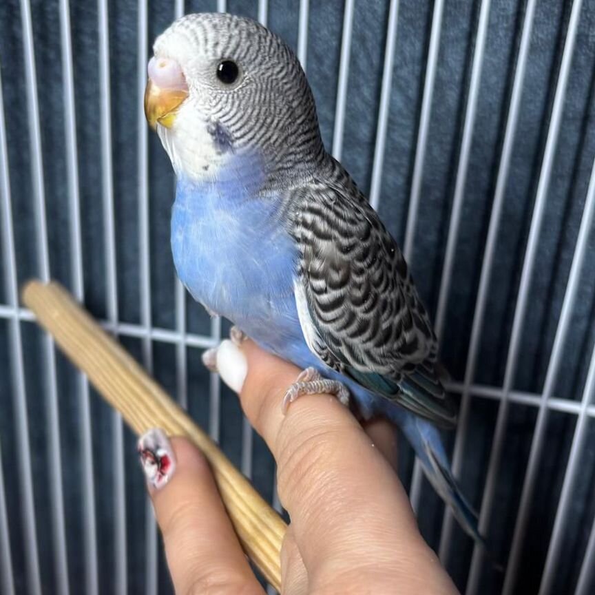 Волнистый попугай. Птенец