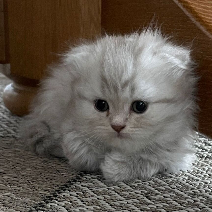 Шотландский вислоухий короткошёрстный котёнок
