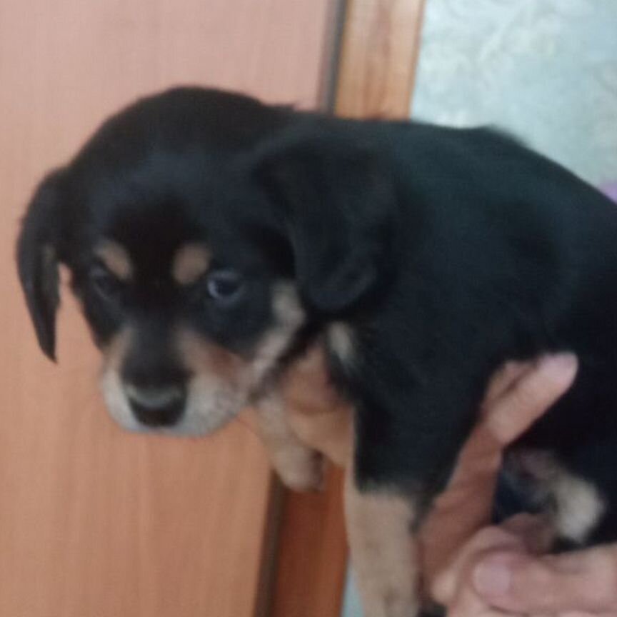 Отдам бесплатно щенок
