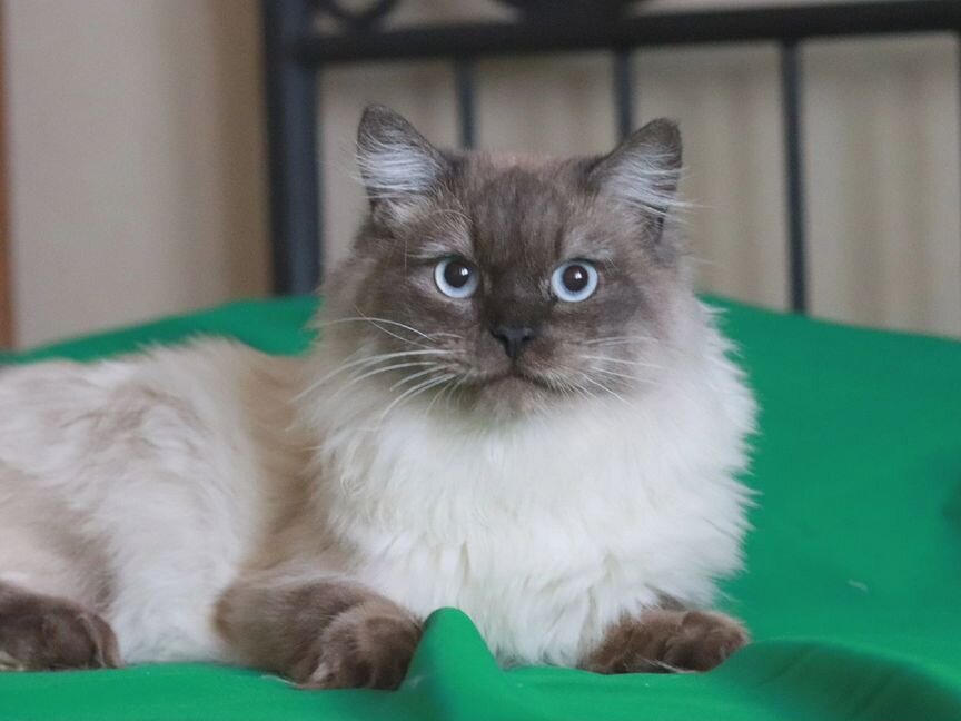 Молодой котик Зевс, ему около 1 года
