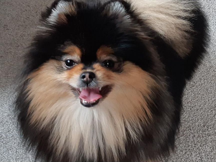 Девочка - немецкий шпиц малый