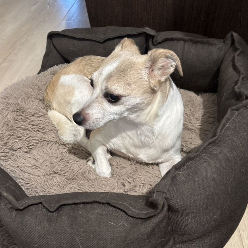 Взрослый пёс в добрые руки