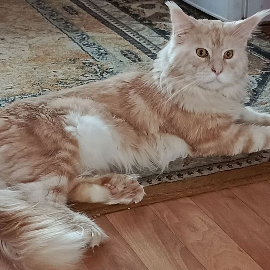 Мейн кун полидакт