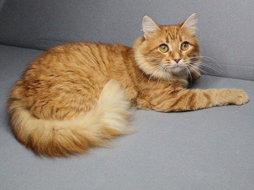 Красивый кот