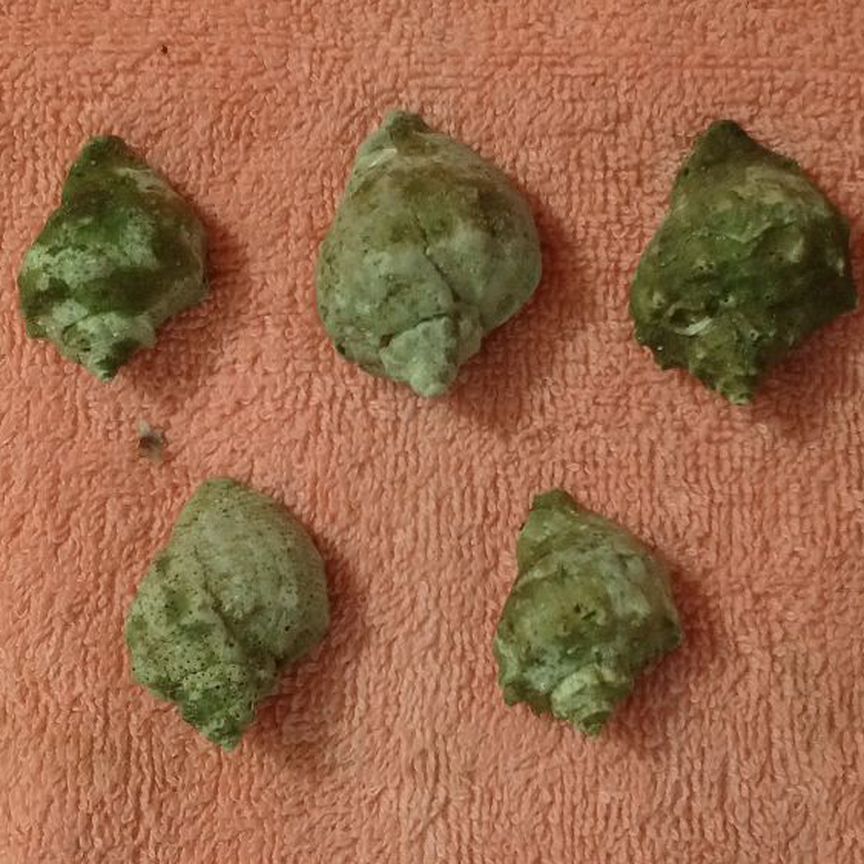 Морские ракушки рапан