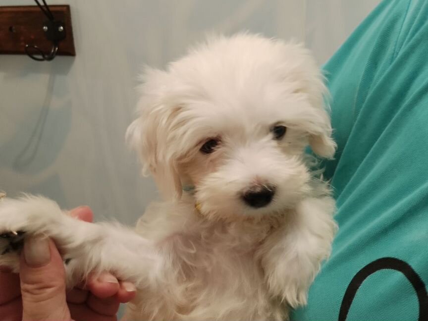 Щенок мальтипу f1