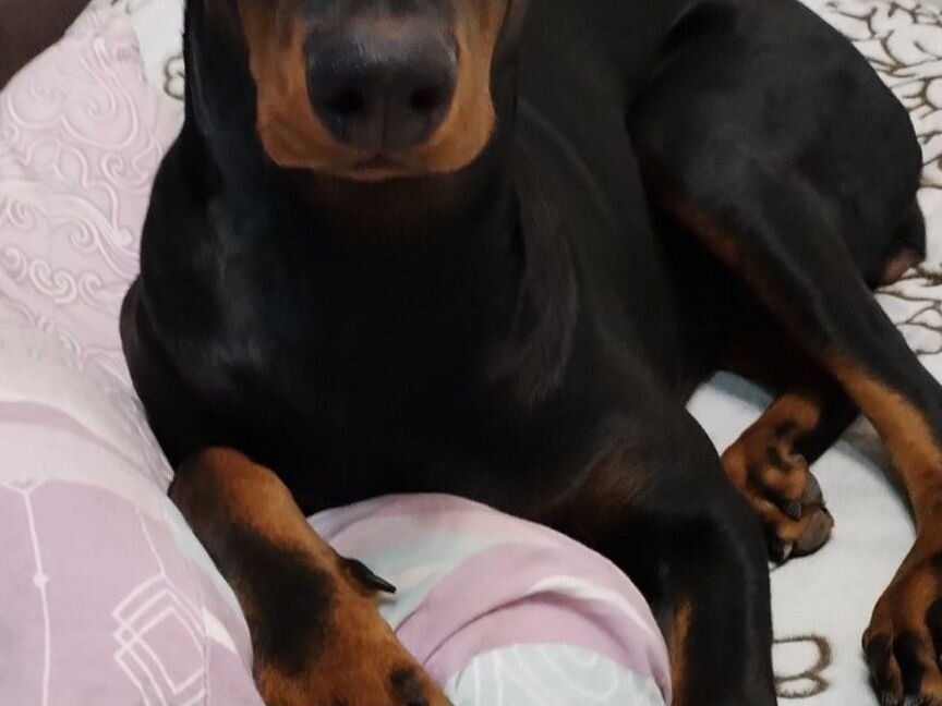 Продам щенка добермана