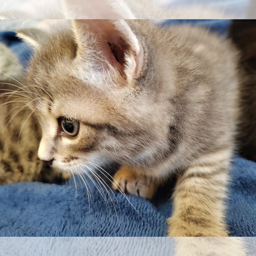 Котята