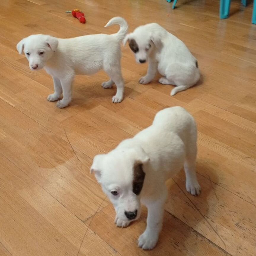 Английский той-терьер, щенок