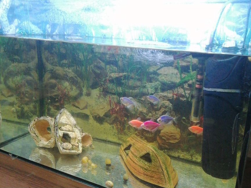 Аквариум с рыбками