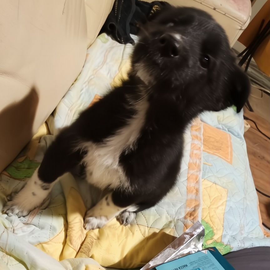 Щенок от частного владельца