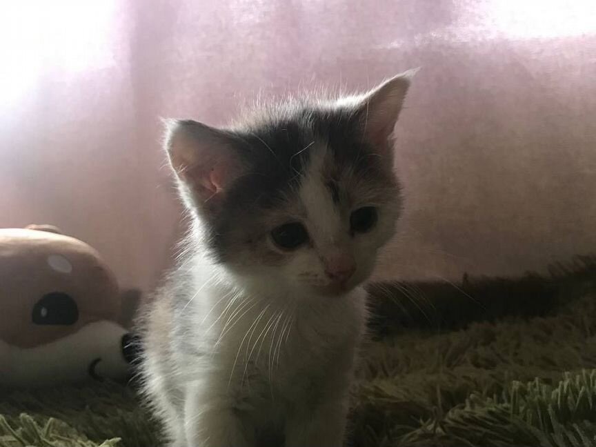 Котенок девочка на счастье