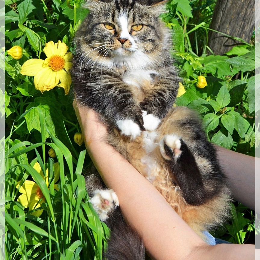 Кошка