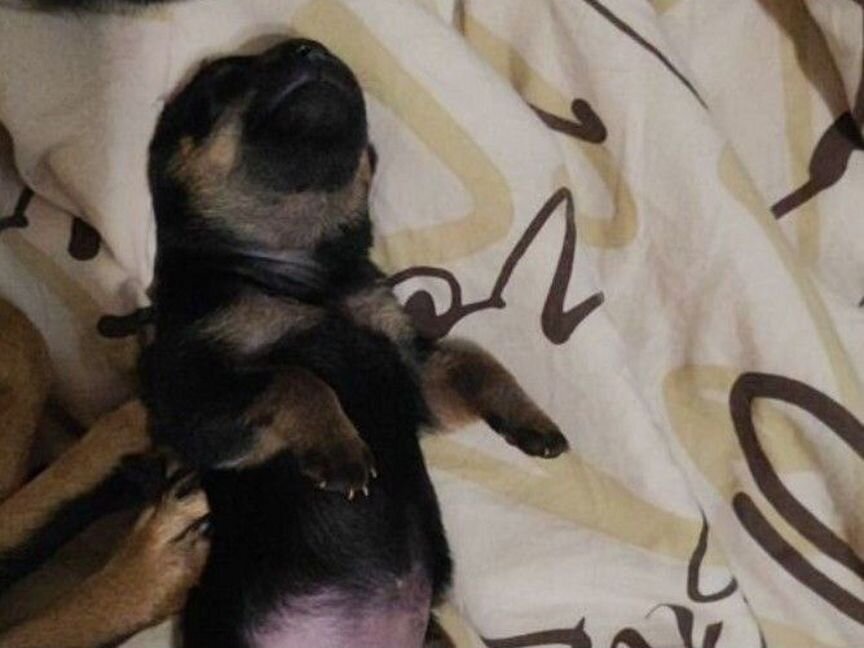 Той терьер щенки