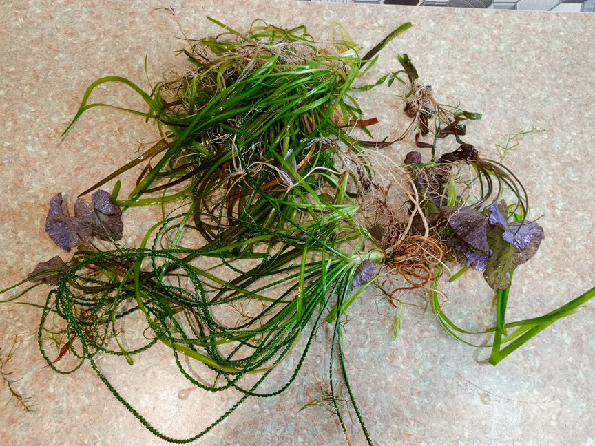 Аквариумные растения