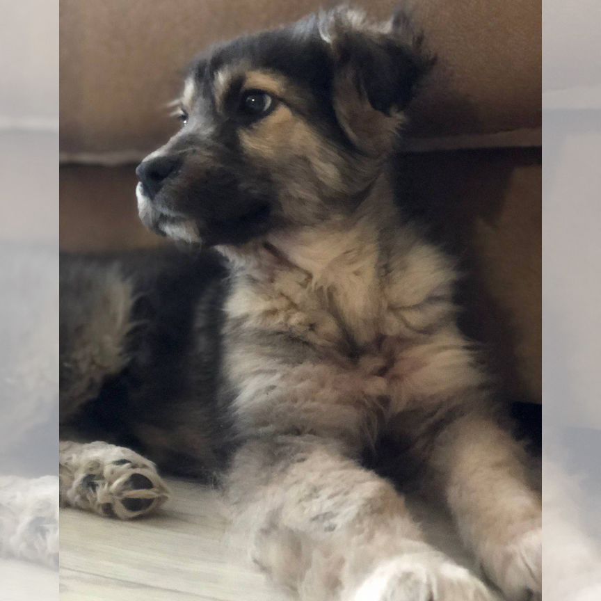 Щенок в добрые руки