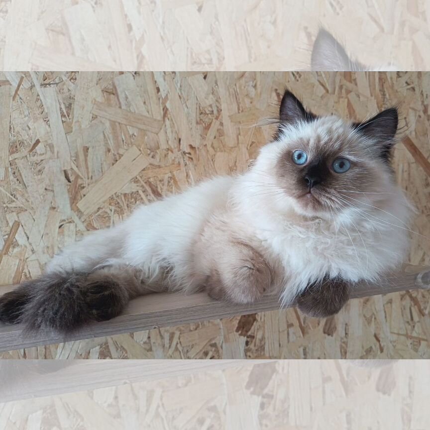 Невский маскарадный котёнок