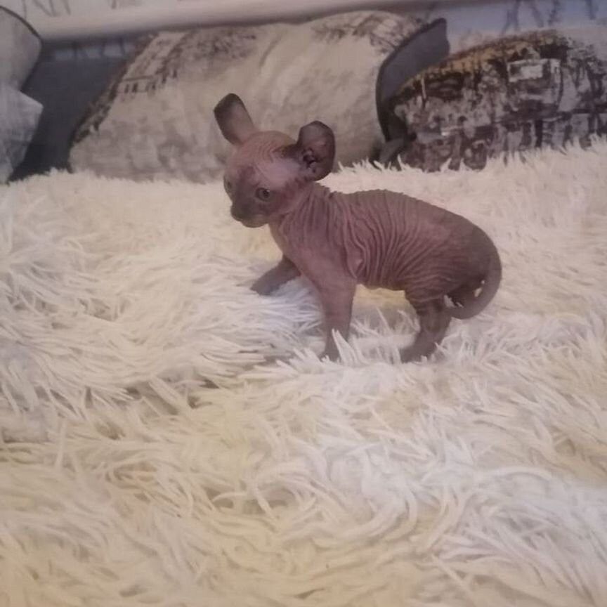 Канадский сфинкс эльф котенок мальчик