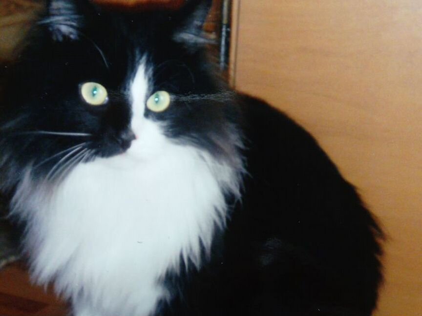 Норвежский лесной кот