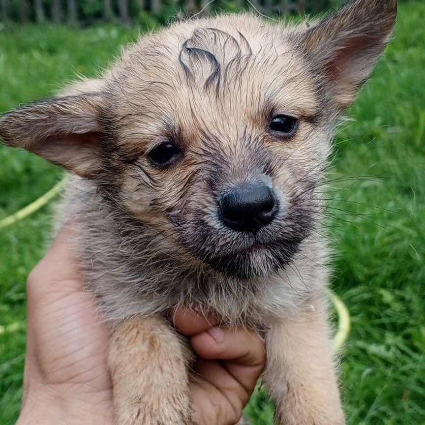 Отдам в добрые руки