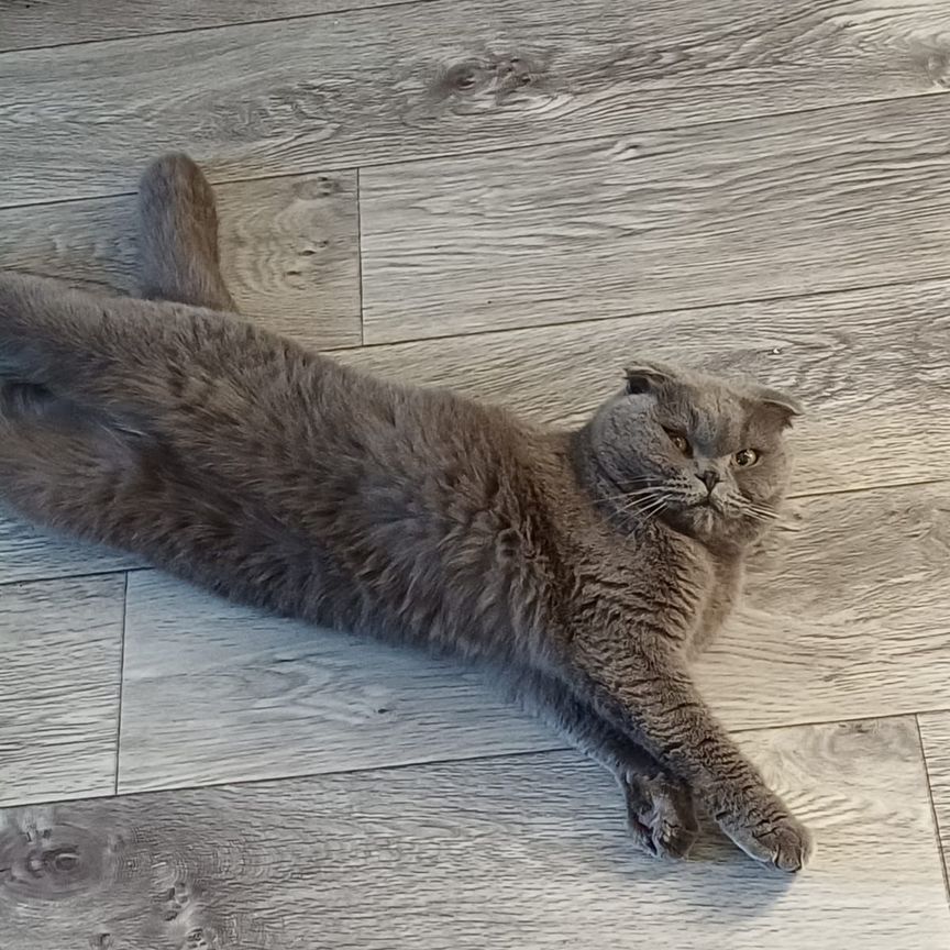 Британские кот
