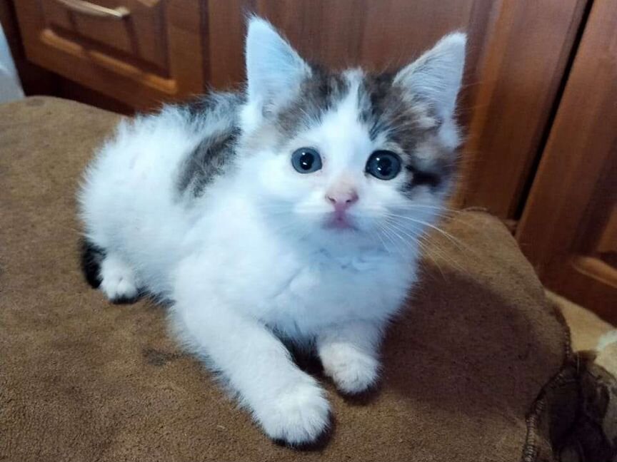 Котенок в добрые руки